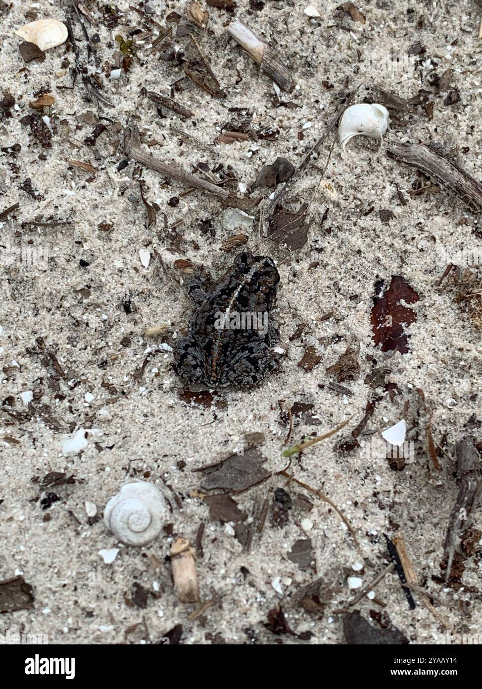 Oak Toad (Anaxyrus quercicus) Amphibia Stock Photo - Alamy