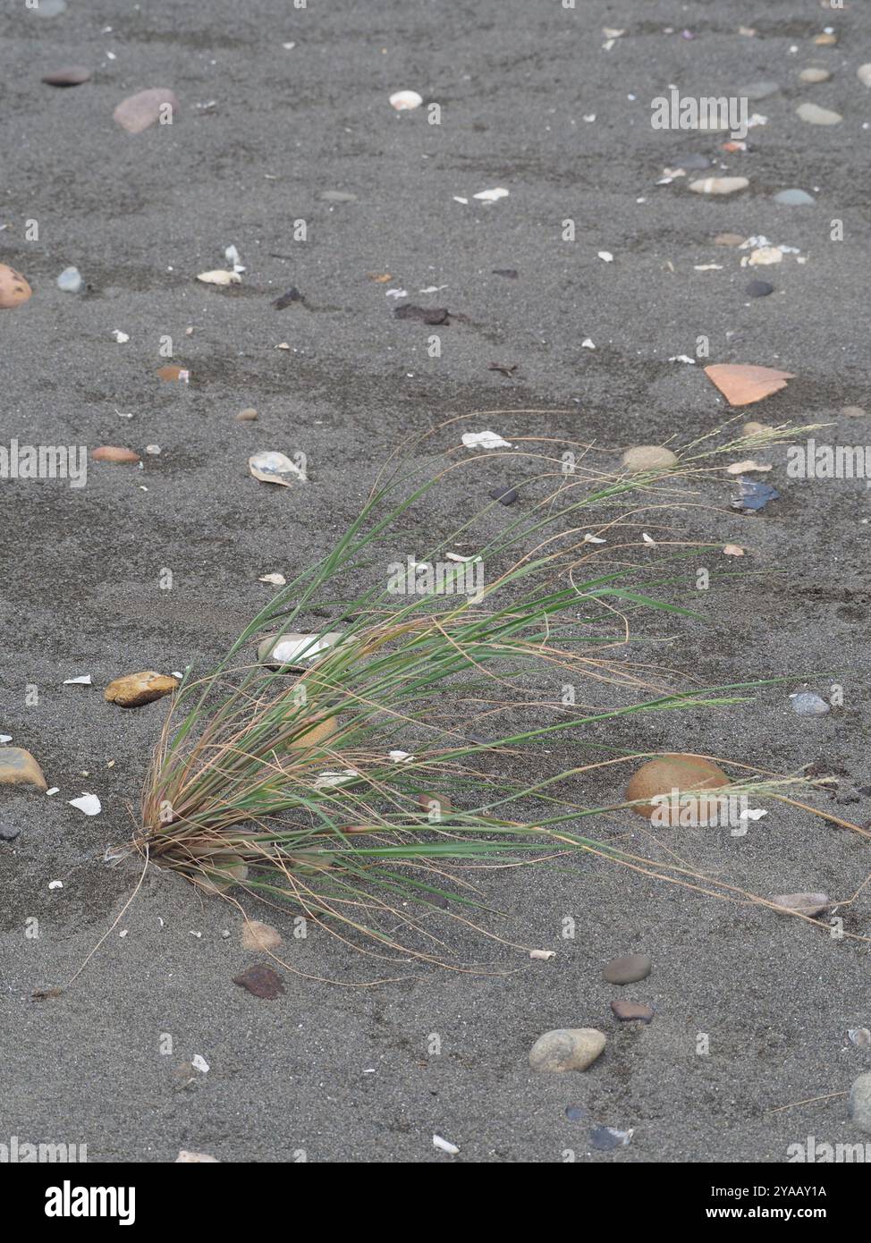 sprangletop (Diplachne fusca) Plantae Stock Photo - Alamy
