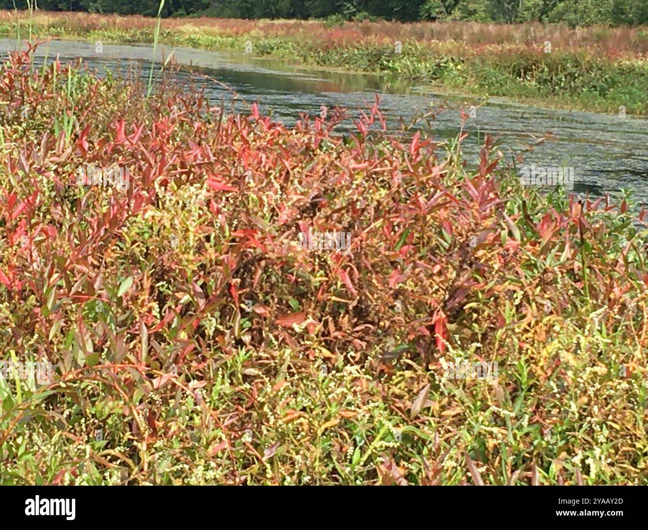 swamp loosestrife (Decodon verticillatus) Plantae Stock Photo - Alamy