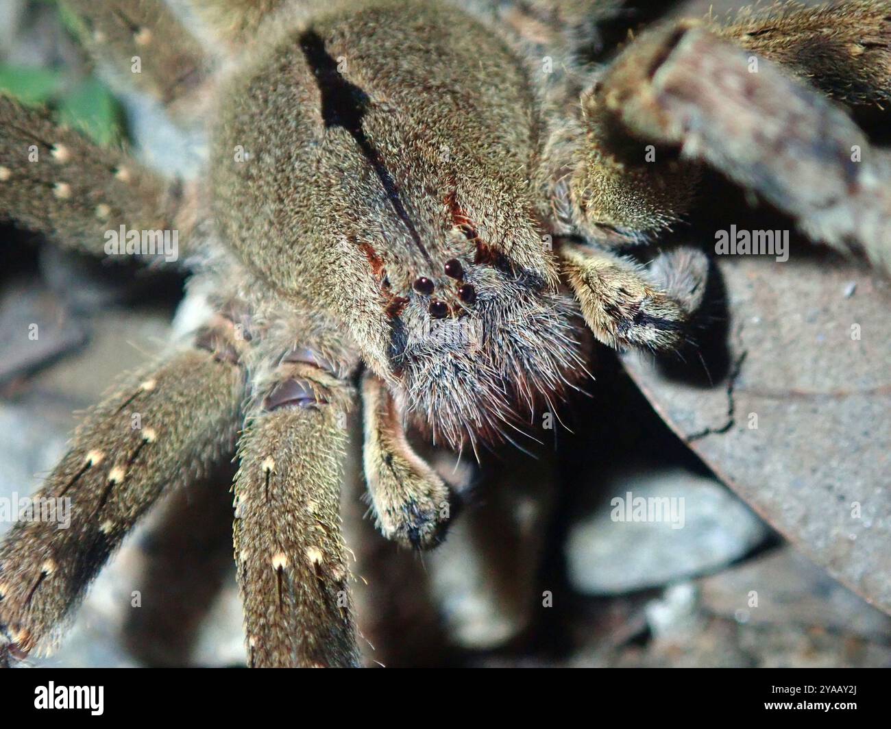 (Phoneutria eickstedtae) Arachnida Stock Photo - Alamy