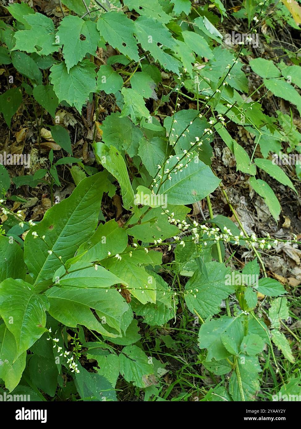 American jumpseed (Persicaria virginiana) Plantae Stock Photo - Alamy