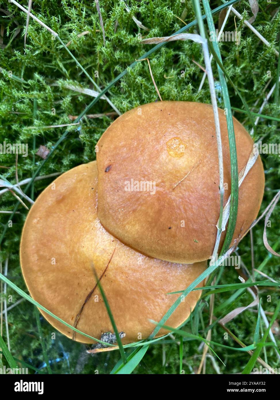 Larch Bolete (Suillus grevillei) Fungi Stock Photo - Alamy
