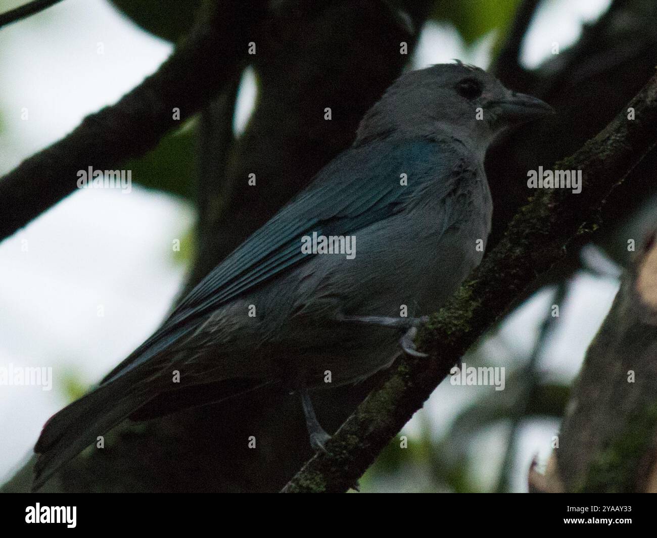 Sayaca Tanager (Thraupis sayaca) Aves Stock Photo - Alamy