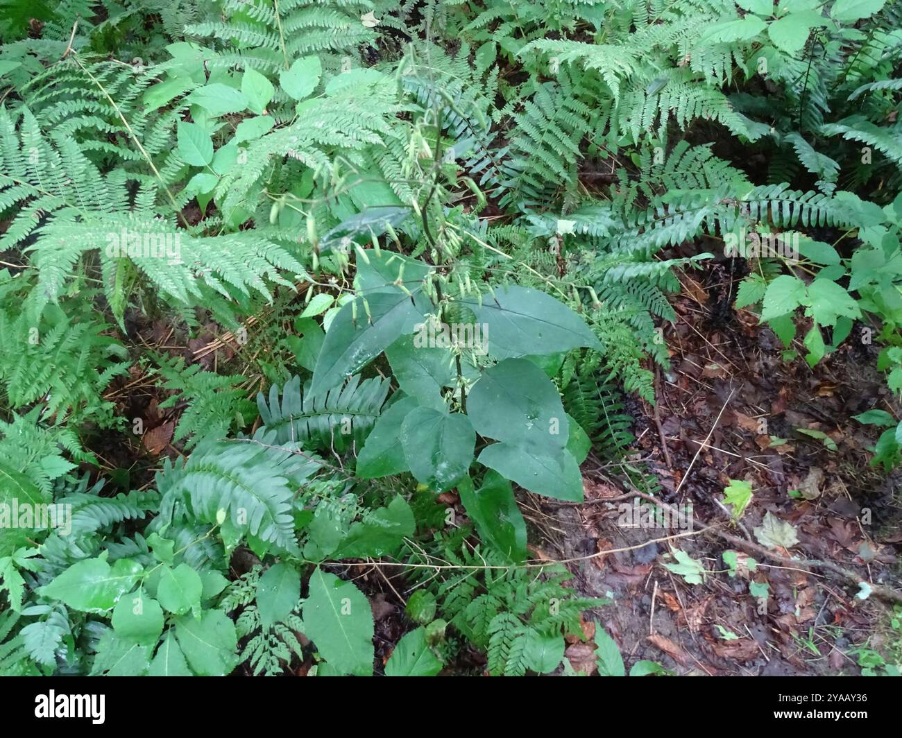 tall rattlesnake root (Nabalus altissimus) Plantae Stock Photo - Alamy