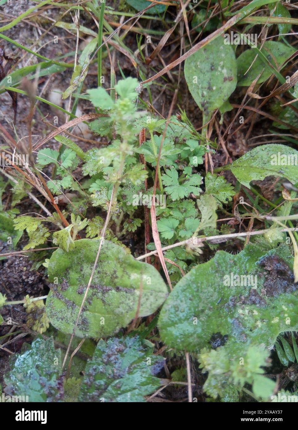 Field Parsley Piert (Alchemilla arvensis) Plantae Stock Photo - Alamy