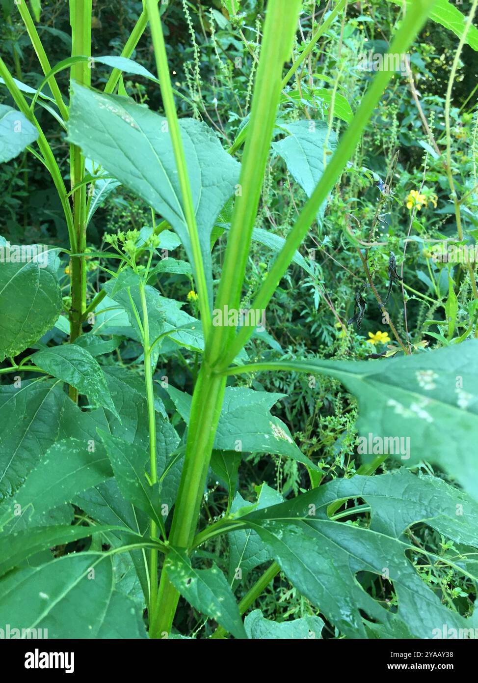 Yellow Crownbeard (Verbesina occidentalis) Plantae Stock Photo - Alamy