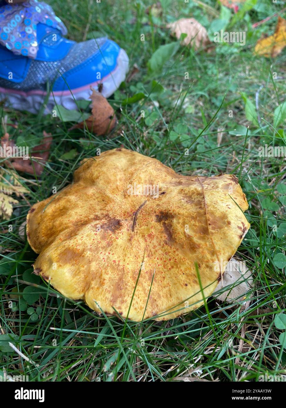 Chicken Fat Mushroom (Suillus americanus) Fungi Stock Photo - Alamy
