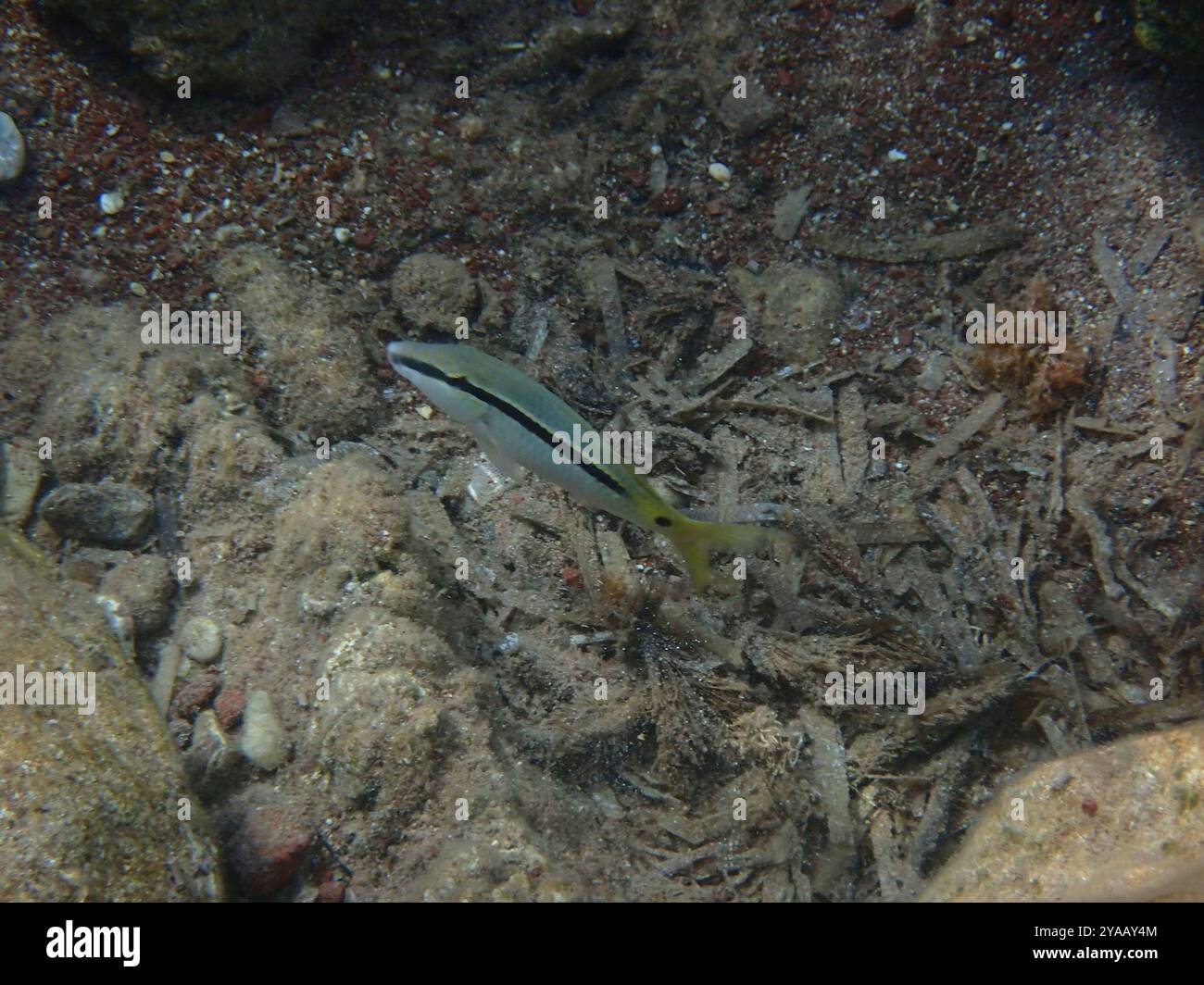 Red Sea Goatfish (Parupeneus forsskali) Actinopterygii Stock Photo - Alamy