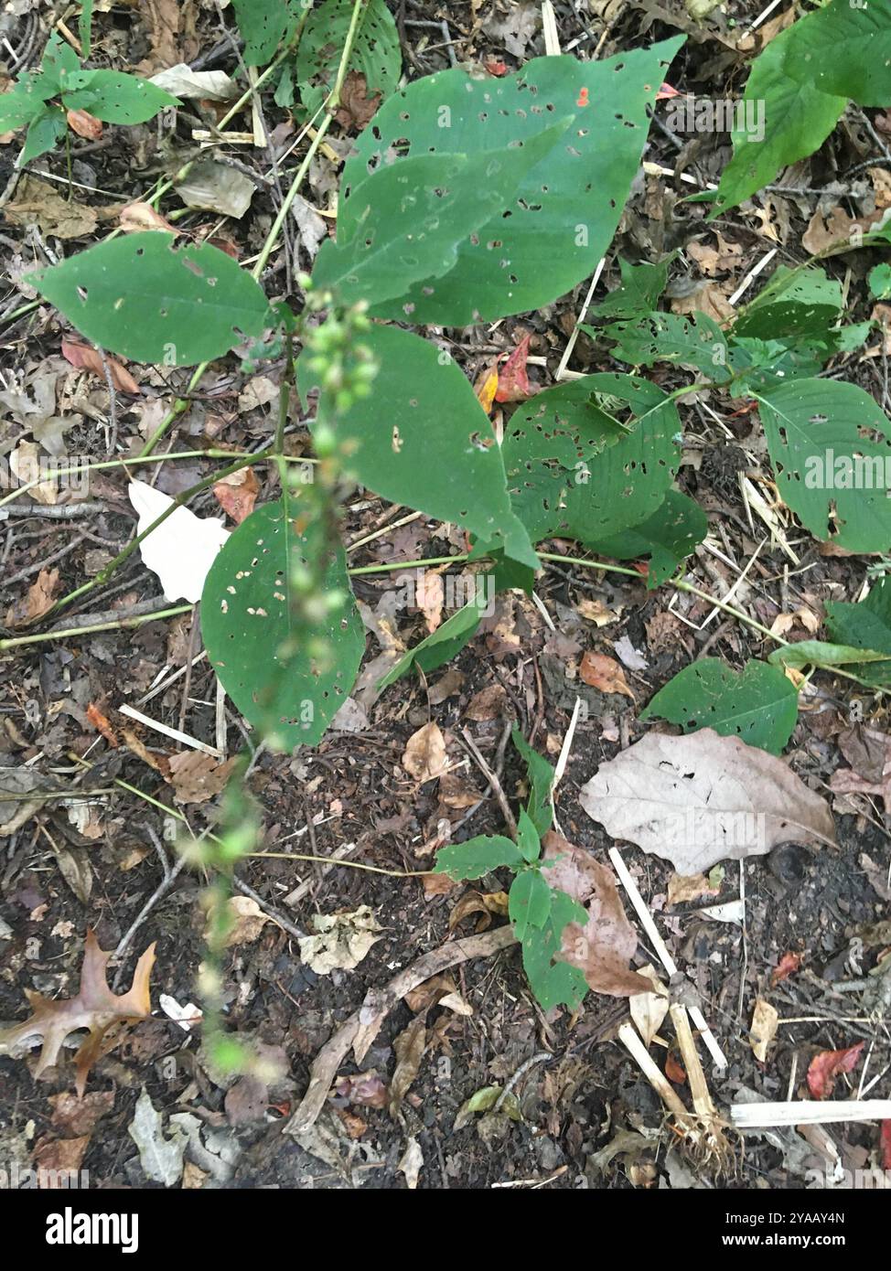 American jumpseed (Persicaria virginiana) Plantae Stock Photo - Alamy