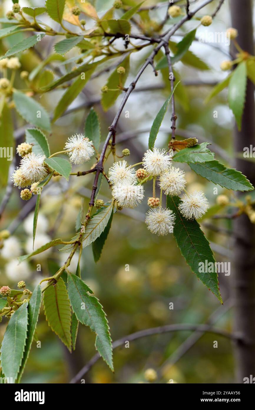 Flowers of Australian native Black Wattle, Callicoma serratifolia ...