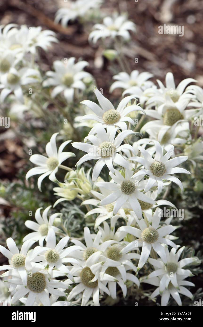 Australian native Flannel Flower wildflowers, Actinotus helianthi ...