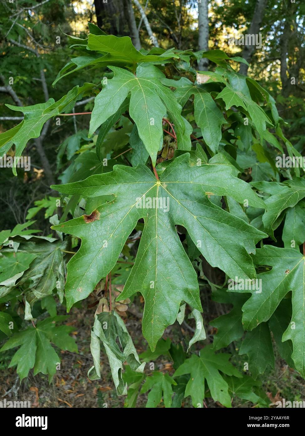 bigleaf maple (Acer macrophyllum) Plantae Stock Photo - Alamy