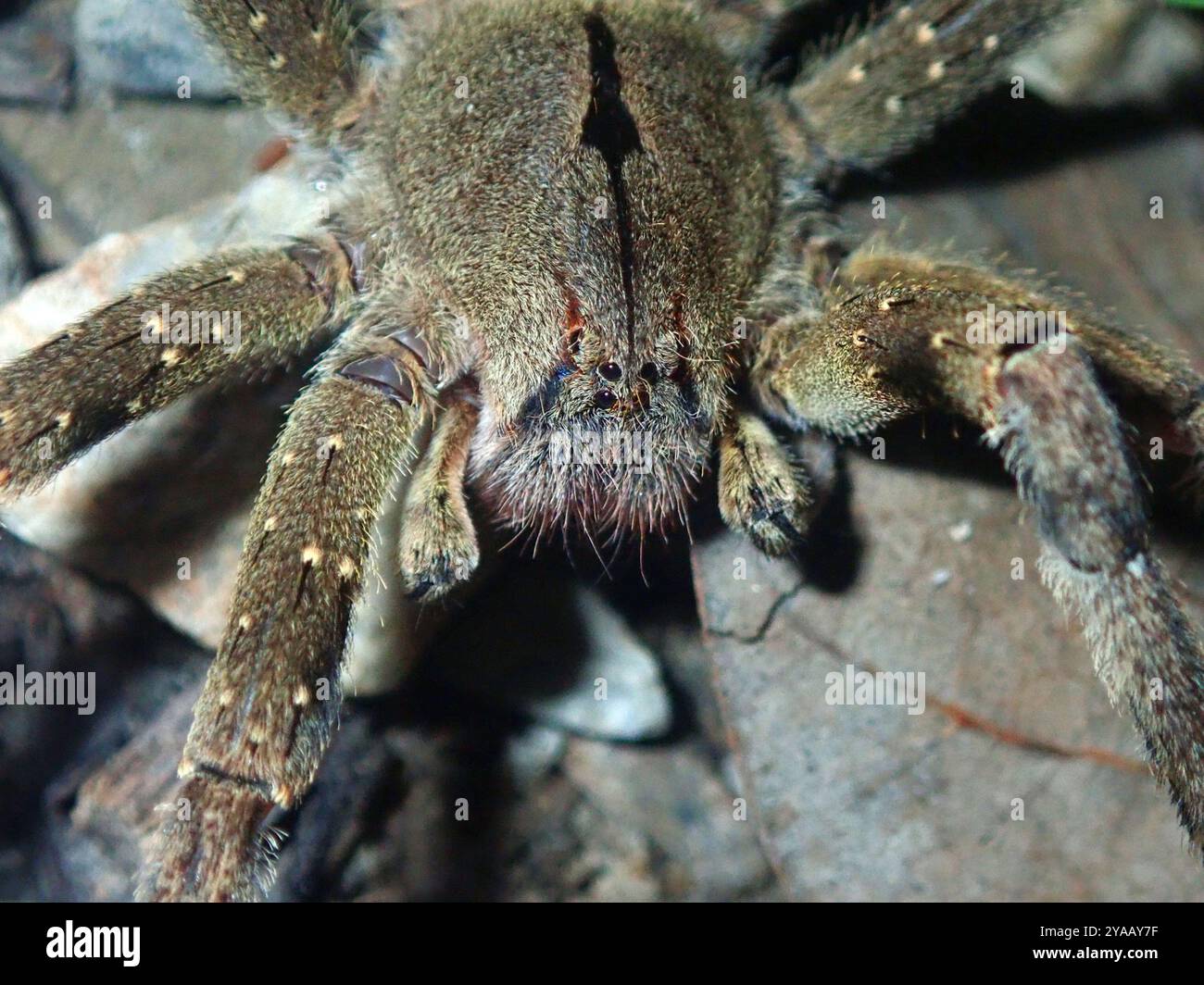 (Phoneutria eickstedtae) Arachnida Stock Photo - Alamy