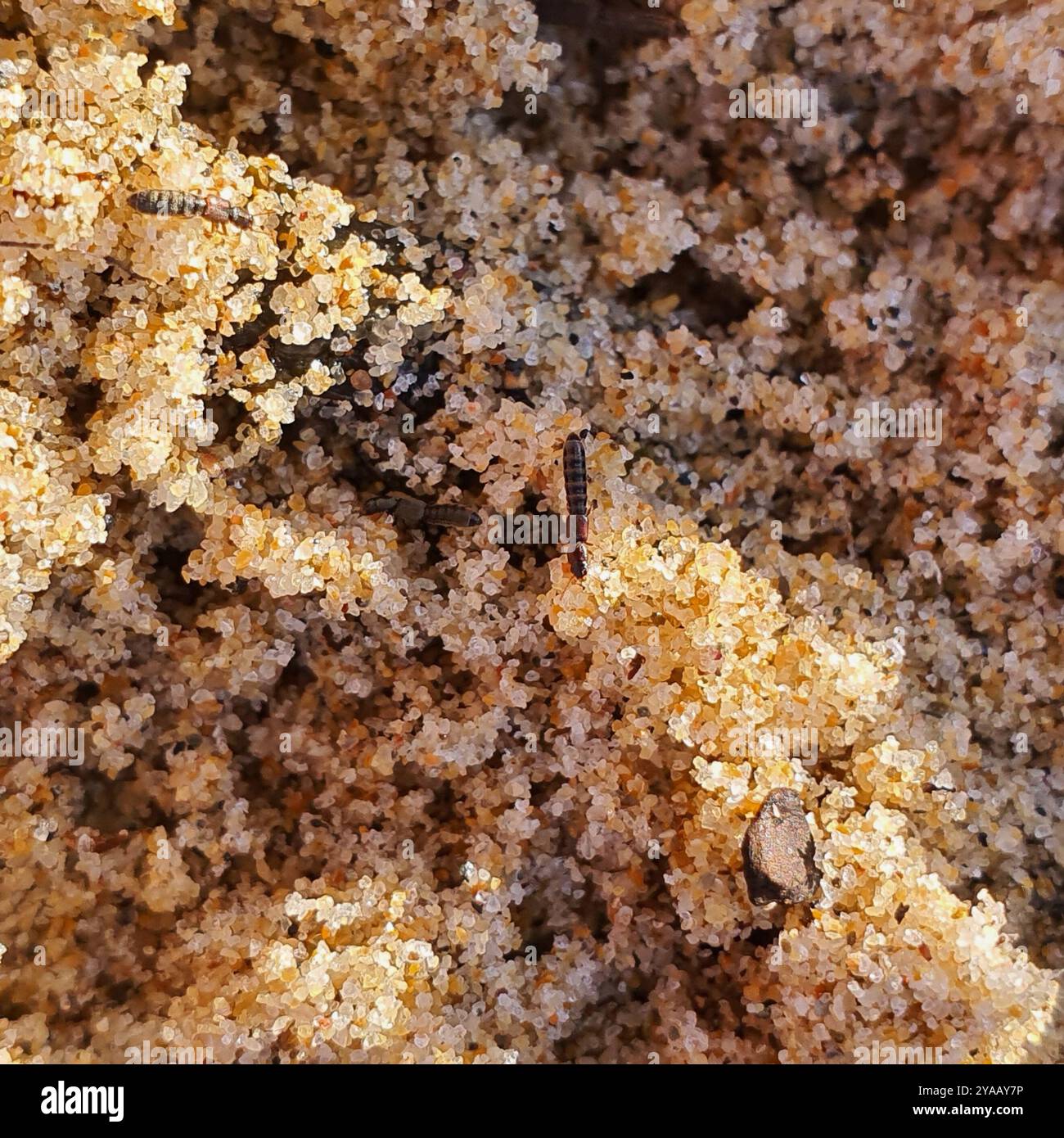 Spiny-legged Rove Beetles (Oxytelinae) Insecta Stock Photo - Alamy