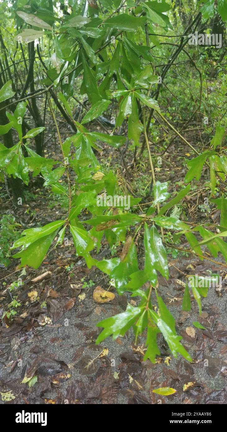water oak (Quercus nigra) Plantae Stock Photo - Alamy
