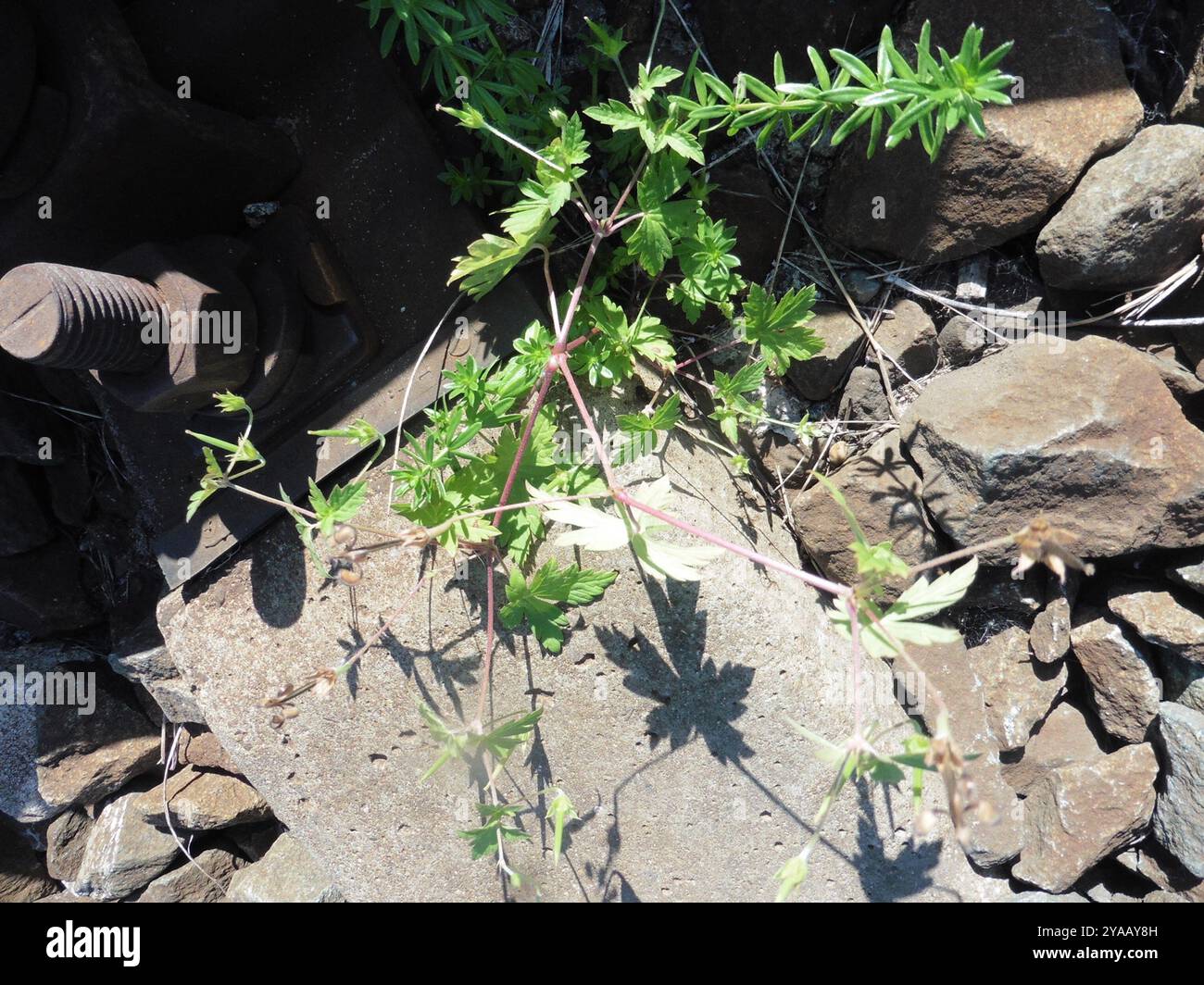 Siberian Crane's-bill (Geranium sibiricum) Plantae Stock Photo - Alamy
