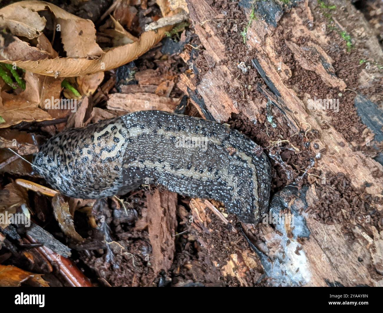 Leopard Slug (Limax maximus) Mollusca Stock Photo - Alamy