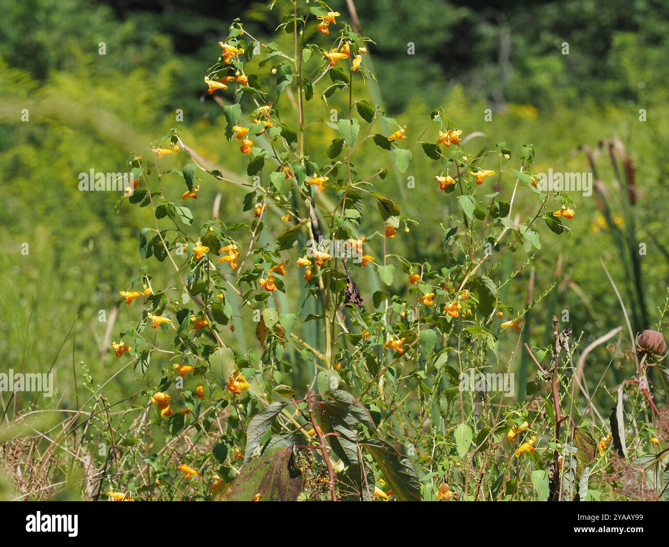 common jewelweed (Impatiens capensis) Plantae Stock Photo - Alamy