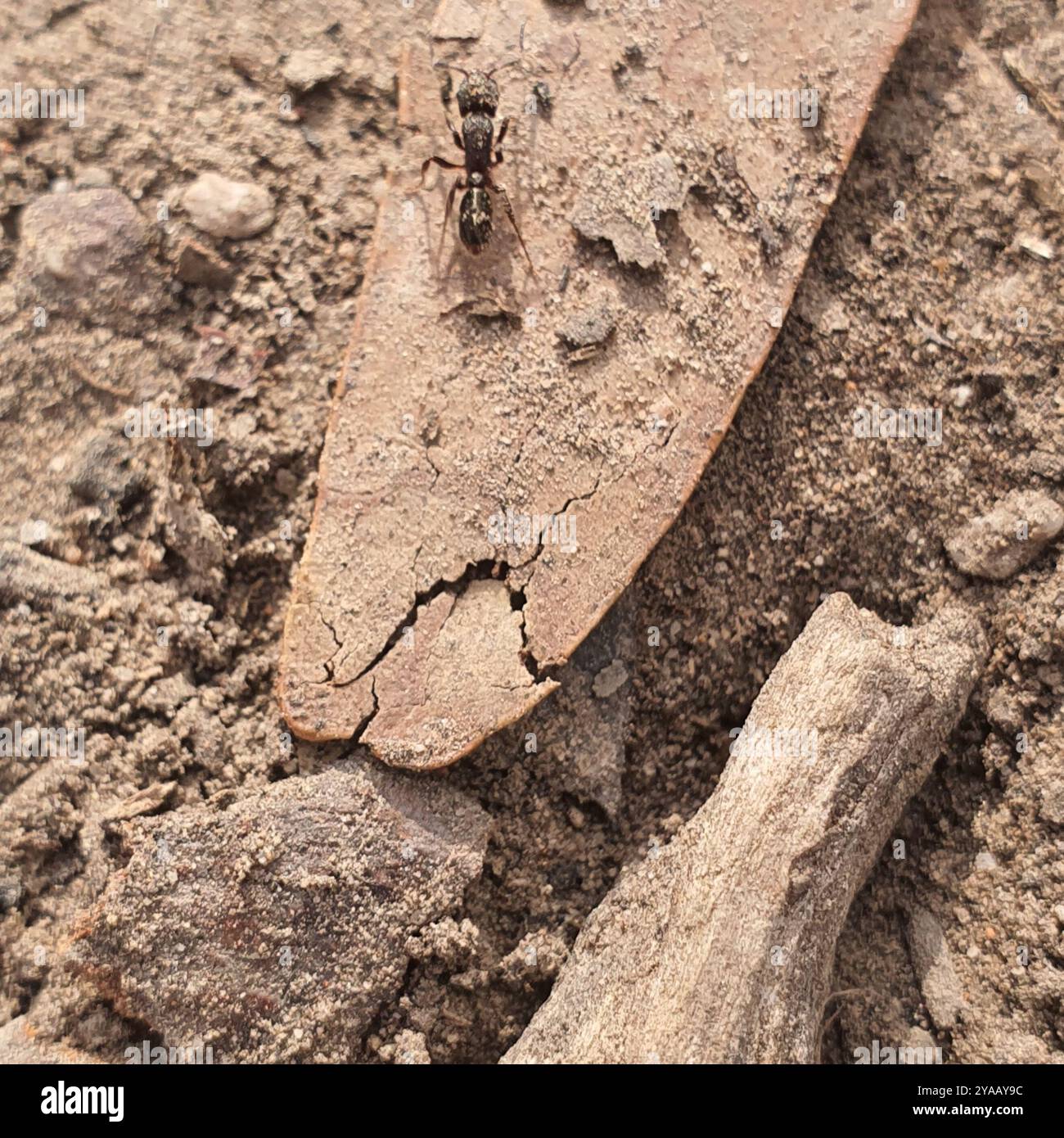 Pony Ants (Rhytidoponera) Insecta Stock Photo - Alamy