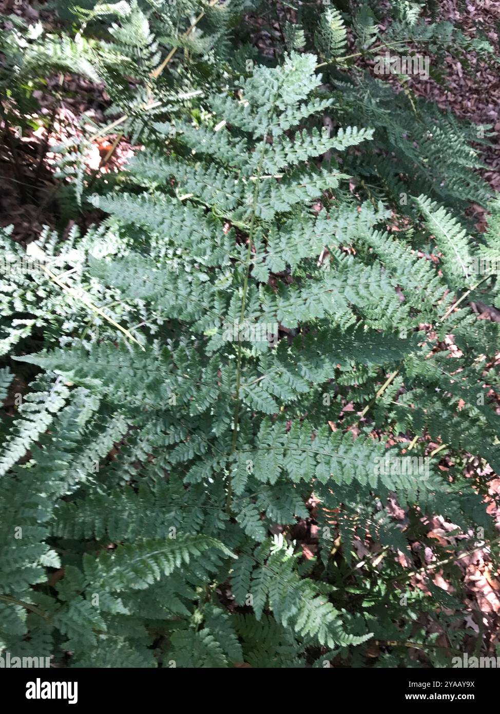 broad buckler-fern (Dryopteris dilatata) Plantae Stock Photo - Alamy