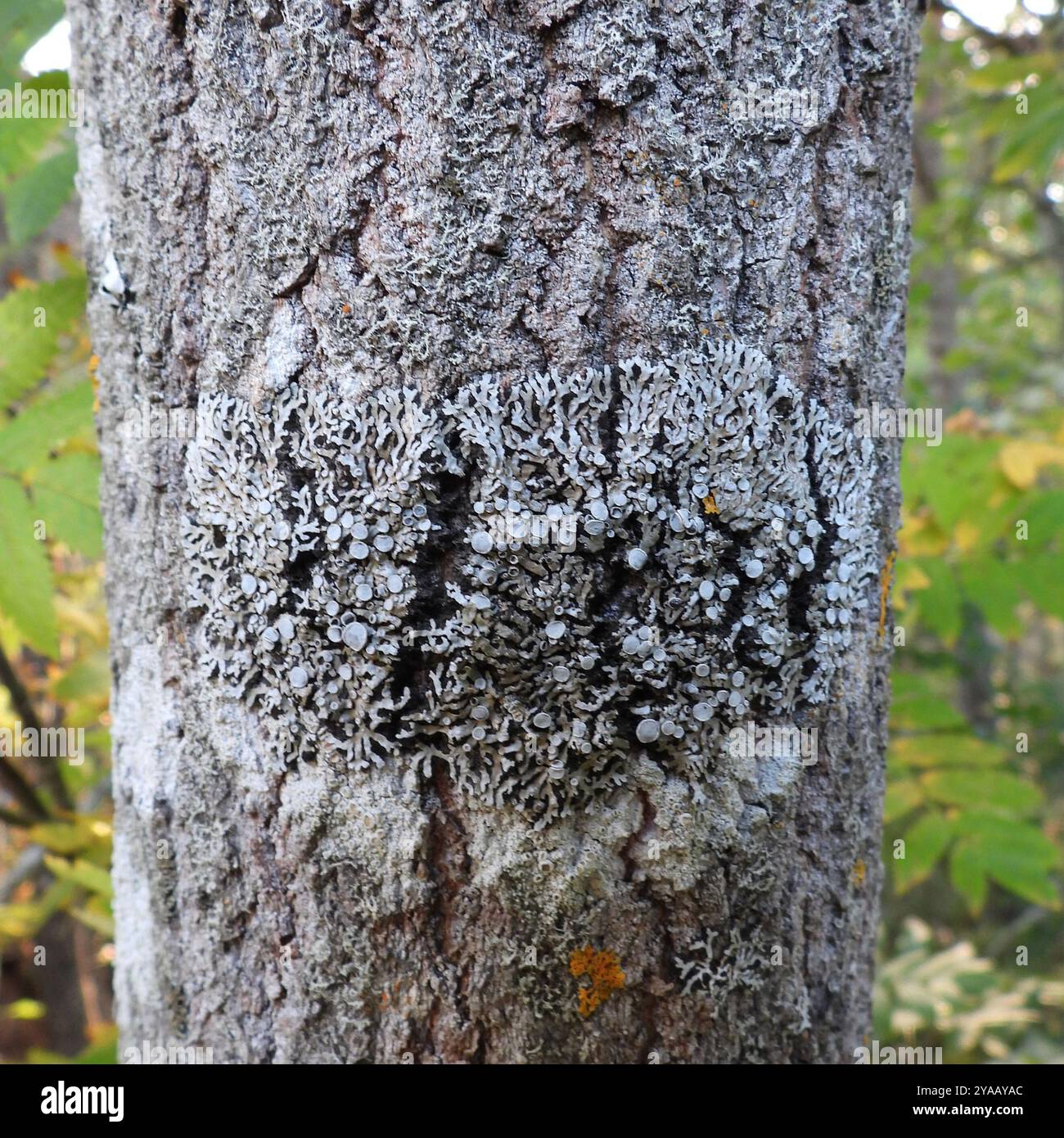 (Physconia distorta) Fungi Stock Photo - Alamy