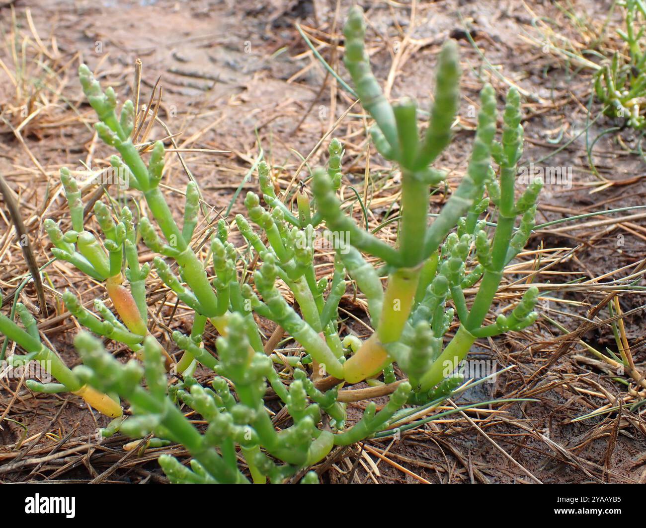 Common Glasswort (Salicornia europaea) Plantae Stock Photo - Alamy