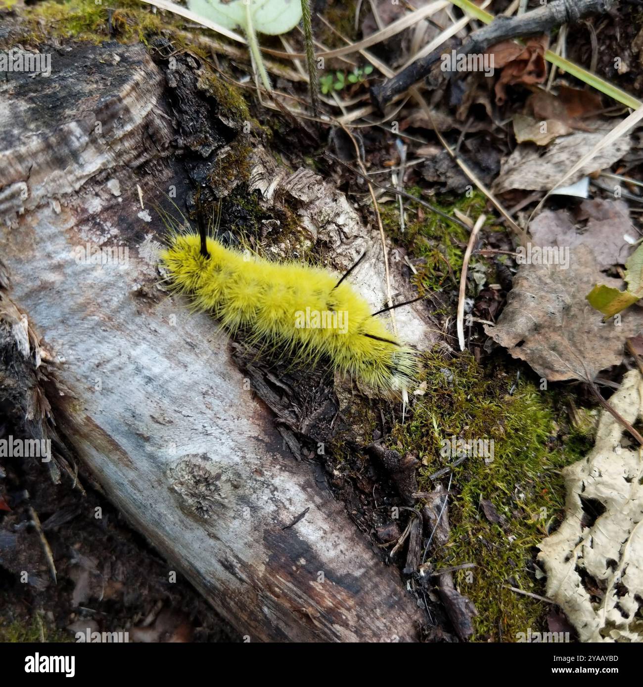 American Dagger (Acronicta americana) Insecta Stock Photo - Alamy