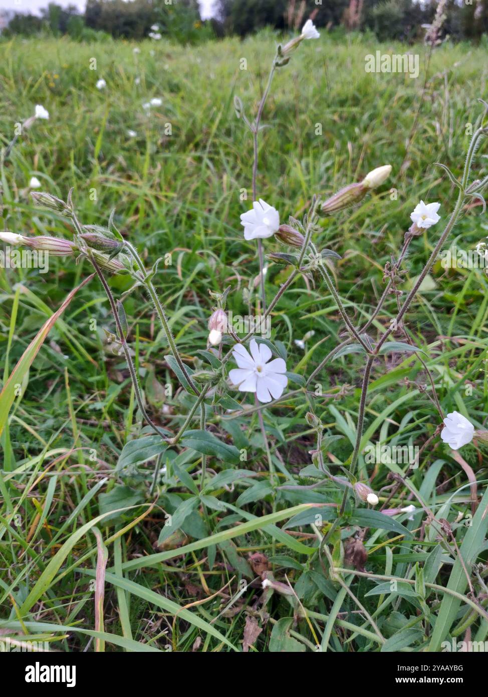 evening lychnis (Silene latifolia alba) Plantae Stock Photo - Alamy