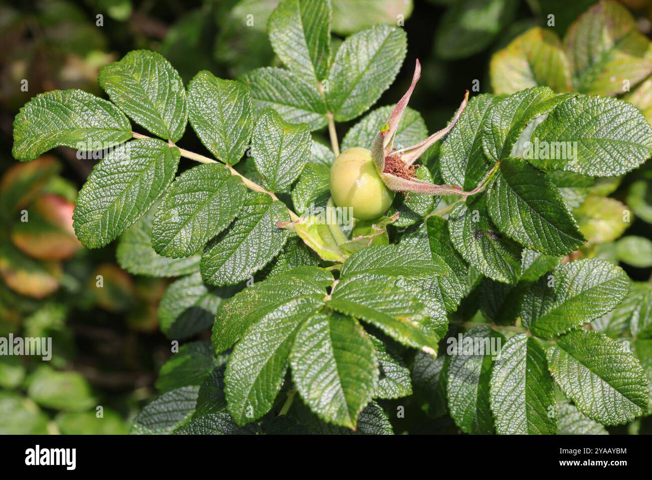 rugosa rose (Rosa rugosa) Plantae Stock Photo - Alamy
