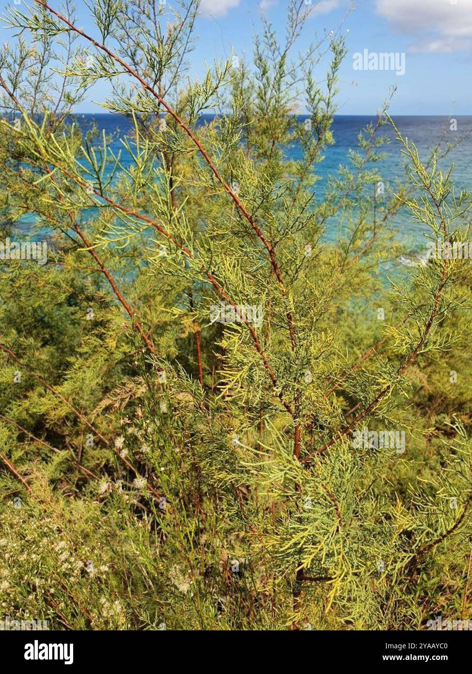 African Tamarisk (Tamarix africana) Plantae Stock Photo - Alamy