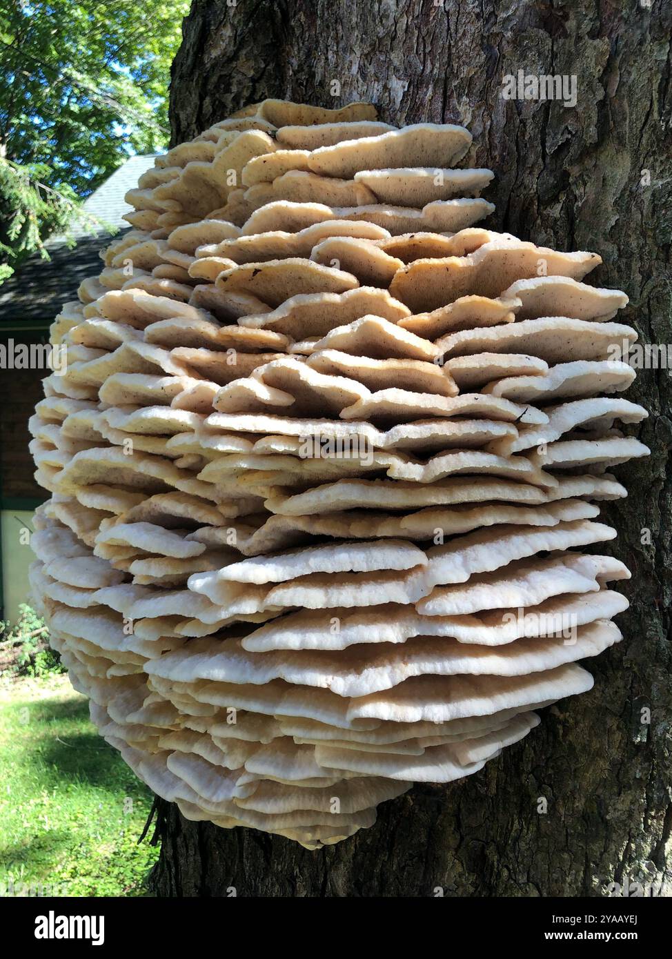 Northern Tooth (Climacodon septentrionalis) Fungi Stock Photo - Alamy