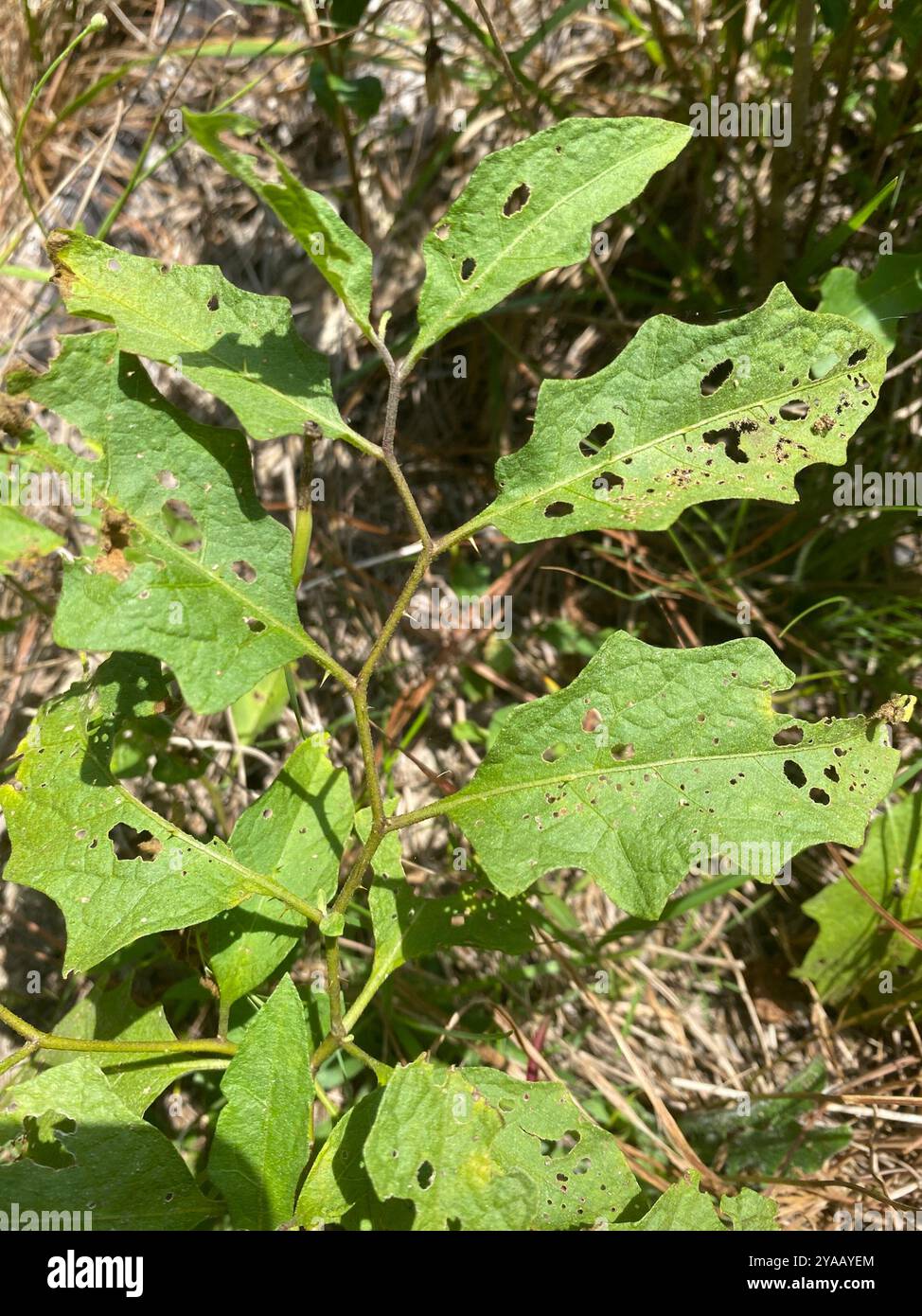 Carolina Horsenettle (Solanum carolinense carolinense) Plantae Stock ...