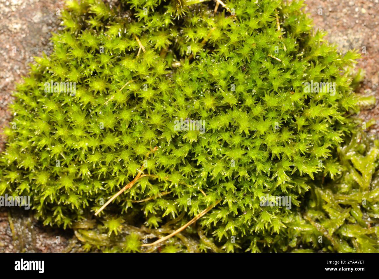transparent fork-moss (Dichodontium pellucidum) Plantae Stock Photo - Alamy