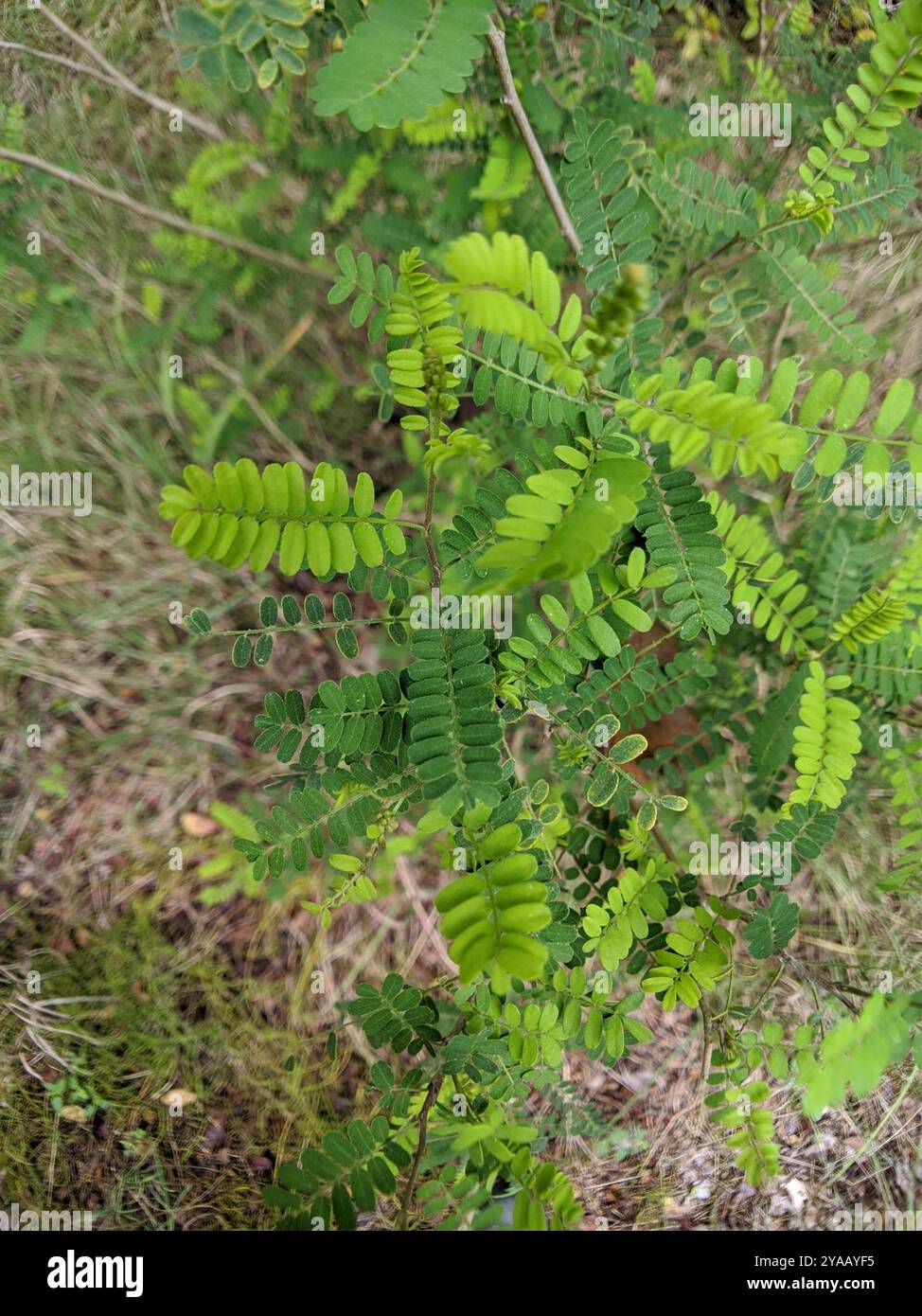 Texas Kidneywood (Eysenhardtia texana) Plantae Stock Photo - Alamy