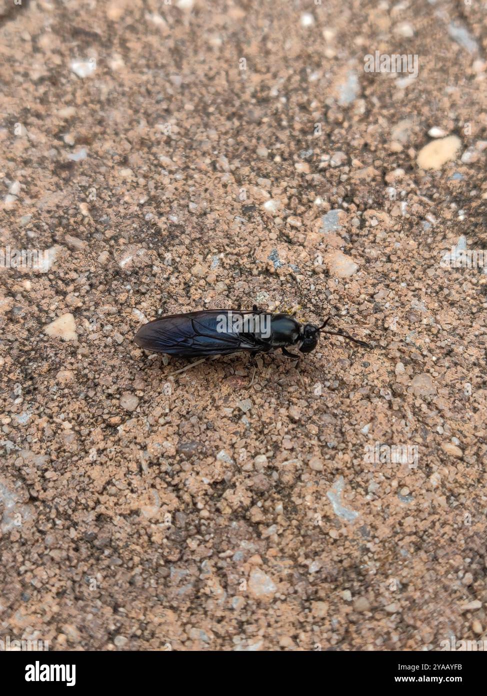 Black Soldier Fly (Hermetia illucens) Insecta Stock Photo - Alamy