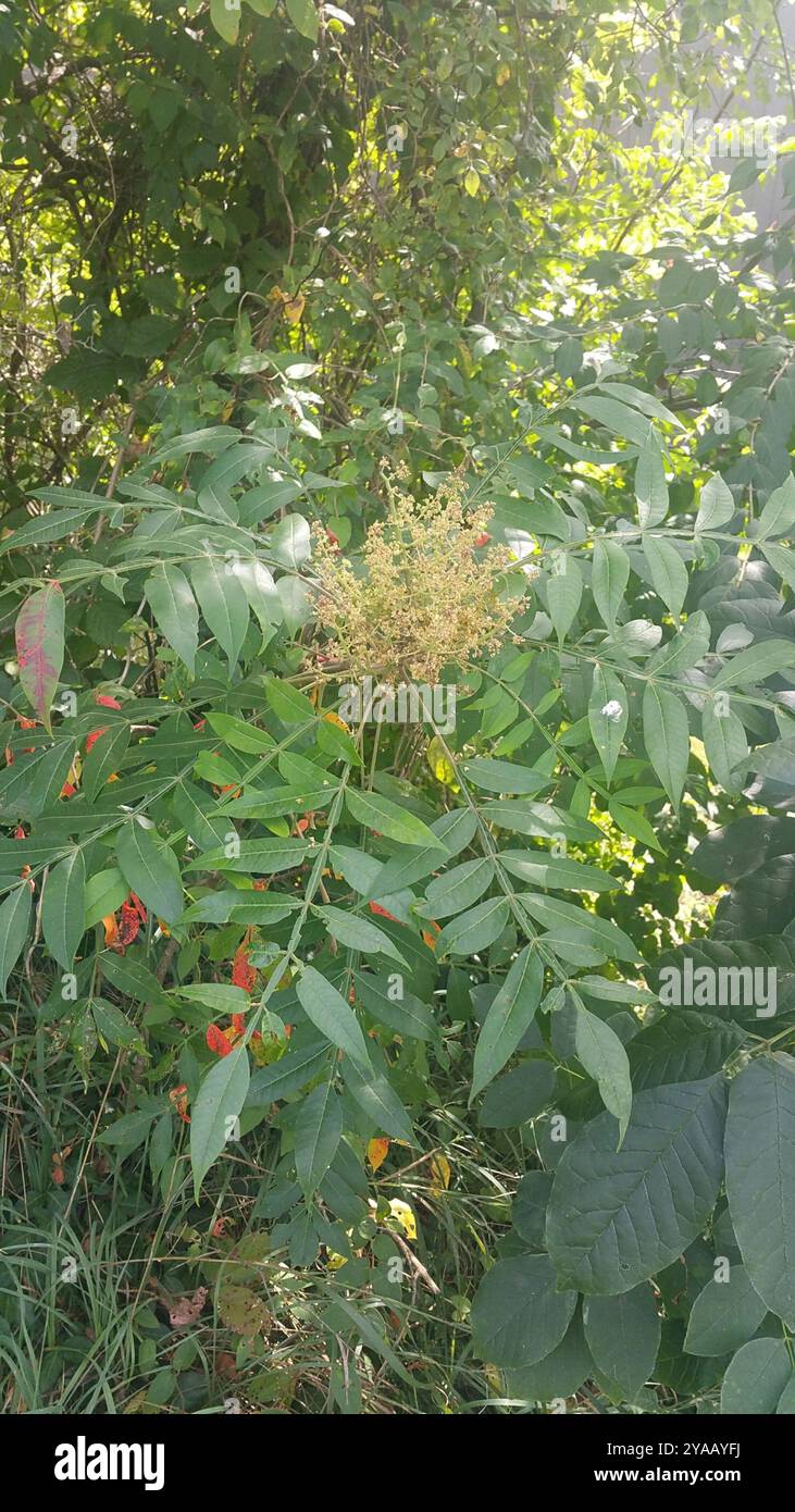 shining sumac (Rhus copallinum) Plantae Stock Photo - Alamy
