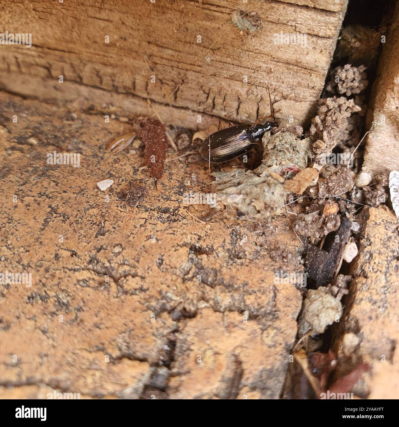 Submetallic Ground Beetle (Notagonum submetallicum) Insecta Stock Photo ...