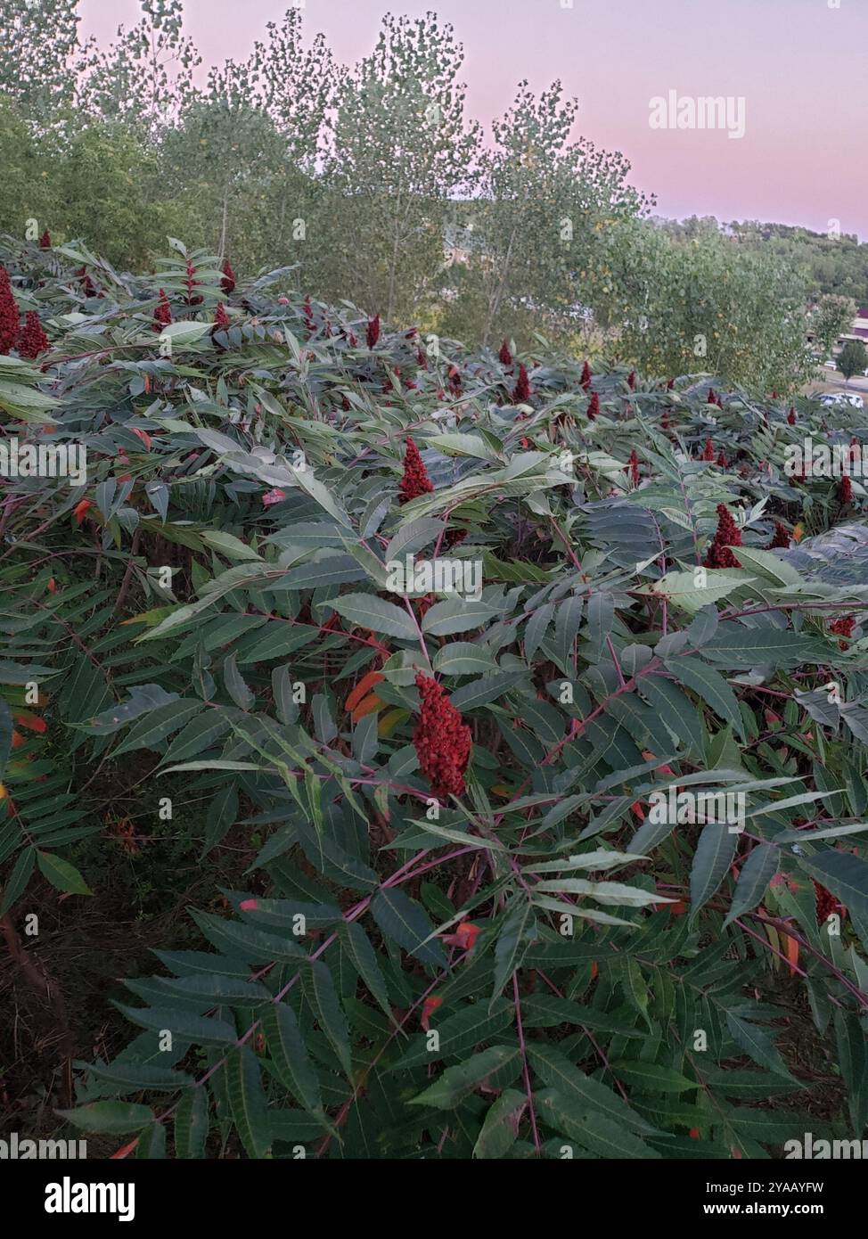 smooth sumac (Rhus glabra) Plantae Stock Photo - Alamy