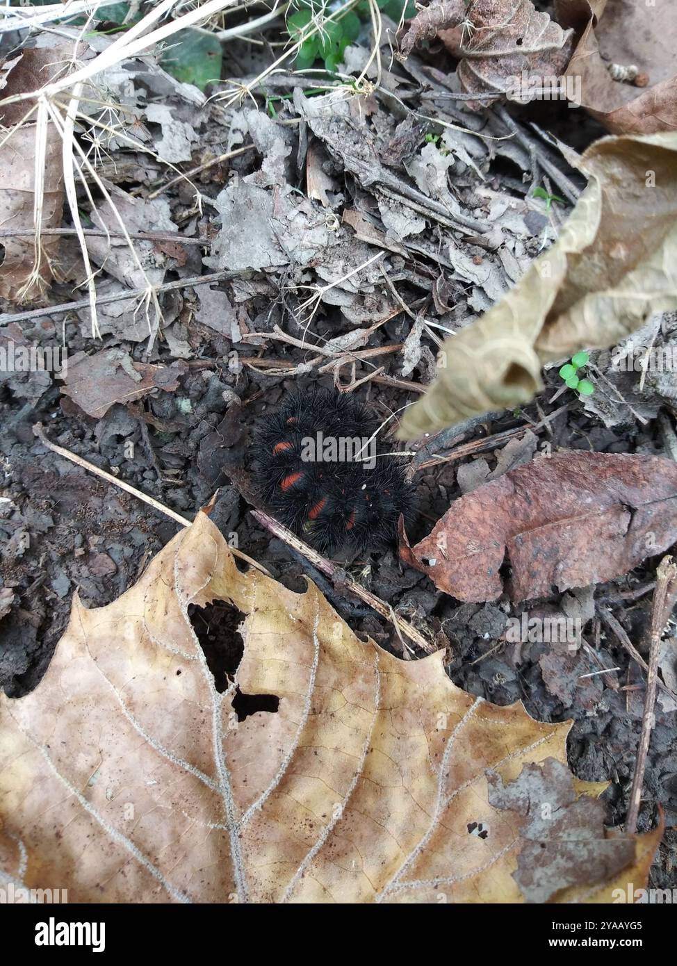 Giant Leopard Moth (Hypercompe scribonia) Insecta Stock Photo - Alamy