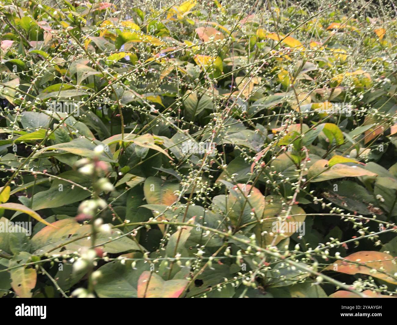 American jumpseed (Persicaria virginiana) Plantae Stock Photo - Alamy
