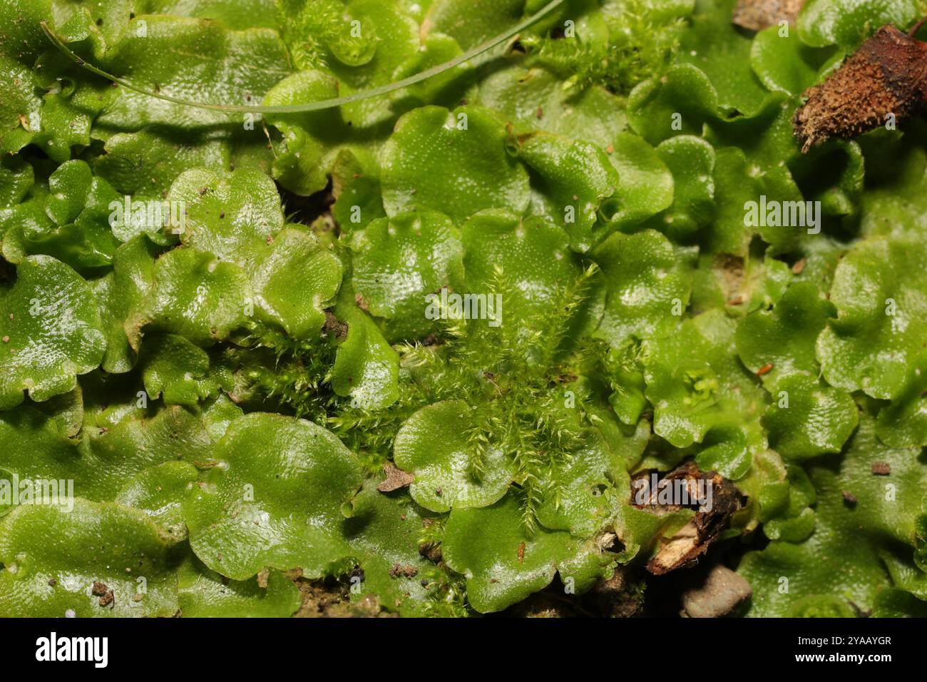 Crescent-cup liverwort (Lunularia cruciata) Plantae Stock Photo - Alamy