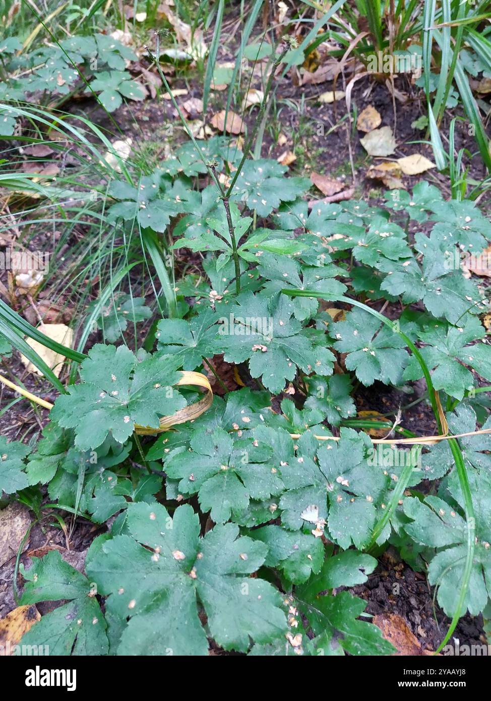 wood sanicle (Sanicula europaea) Plantae Stock Photo - Alamy