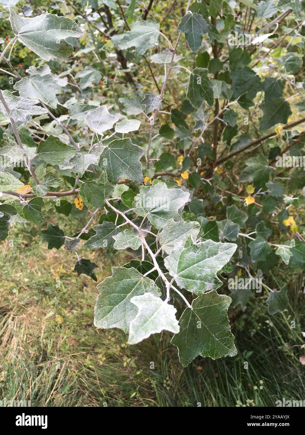 white poplar (Populus alba) Plantae Stock Photo - Alamy