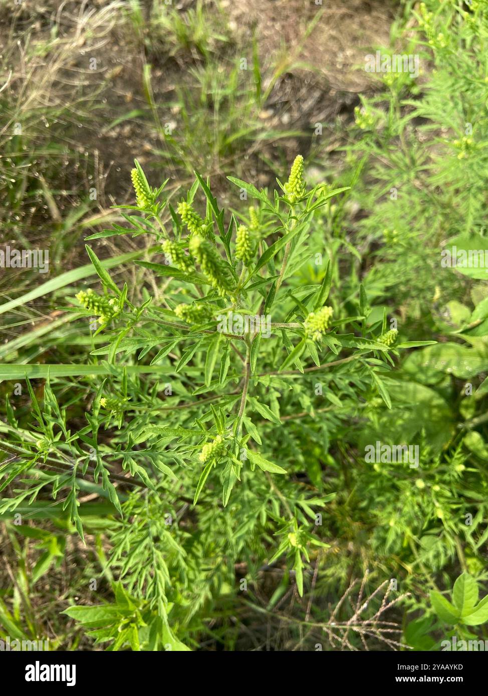 western ragweed (Ambrosia psilostachya) Plantae Stock Photo - Alamy