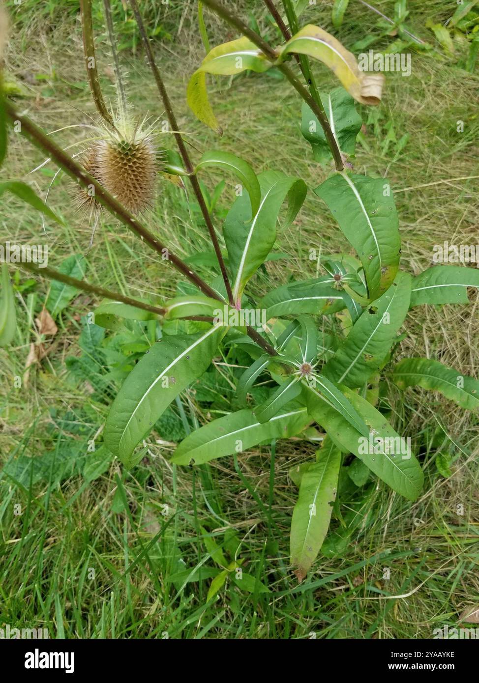 wild teasel (Dipsacus fullonum) Plantae Stock Photo - Alamy