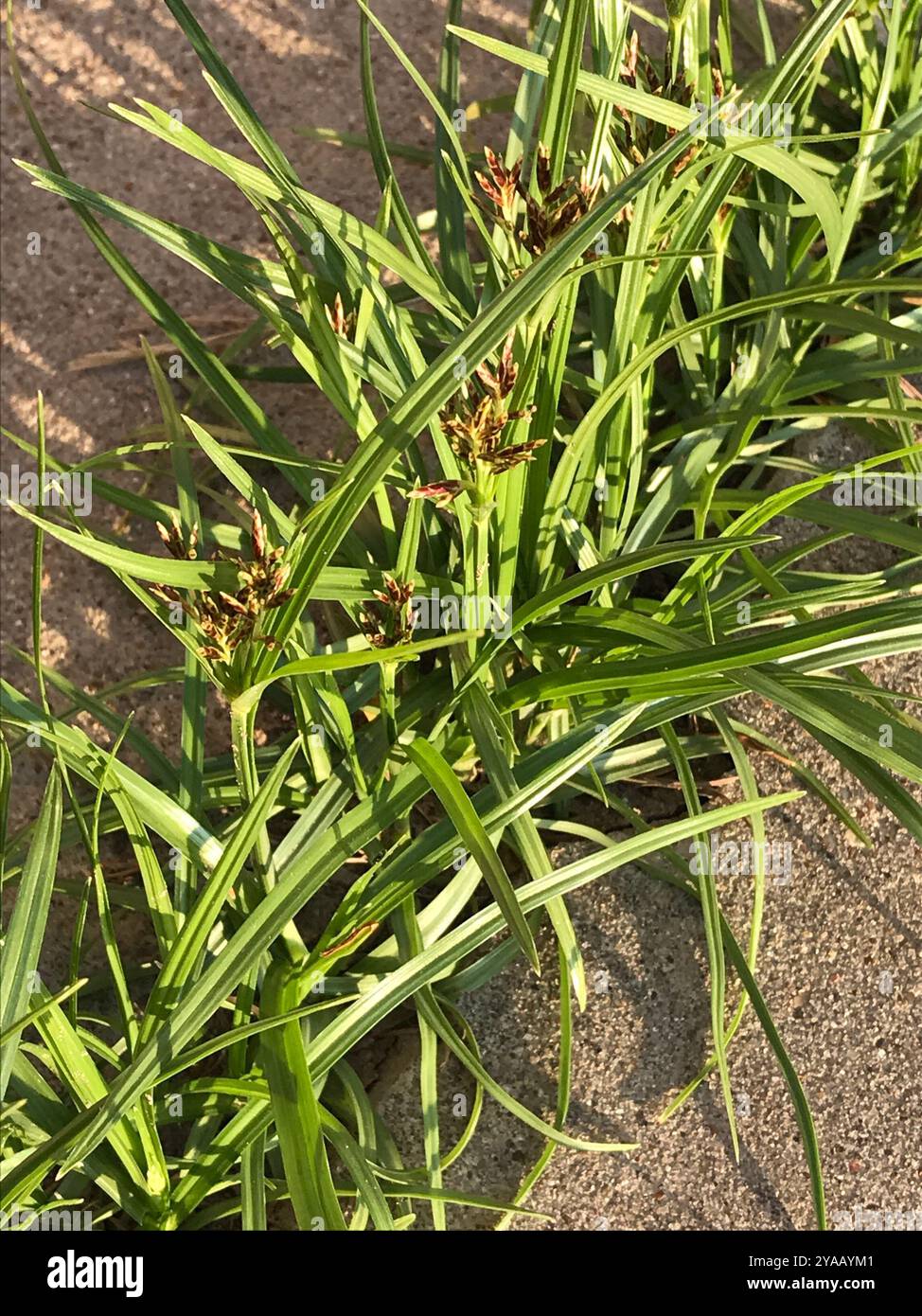 Purple nutsedge (Cyperus rotundus) Plantae Stock Photo - Alamy