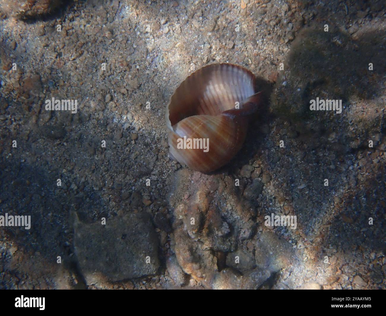 Giant Tun Snail (Tonna galea) Mollusca Stock Photo - Alamy