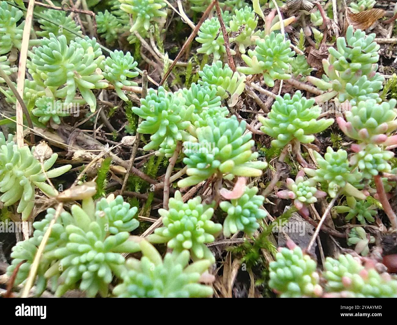 Turkish stonecrop (Sedum pallidum) Plantae Stock Photo - Alamy