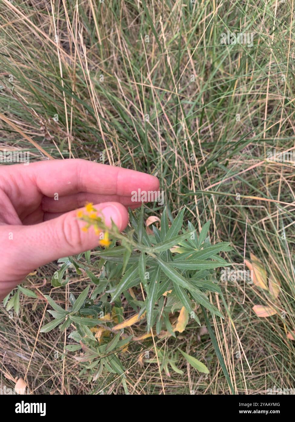 stoneseeds, puccoons, and gromwells (Lithospermum) Plantae Stock Photo ...