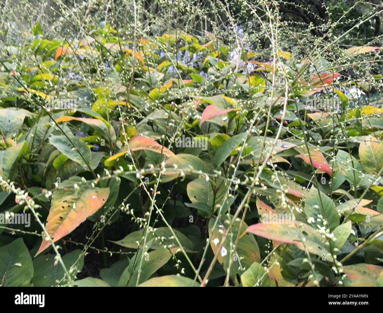 American jumpseed (Persicaria virginiana) Plantae Stock Photo - Alamy